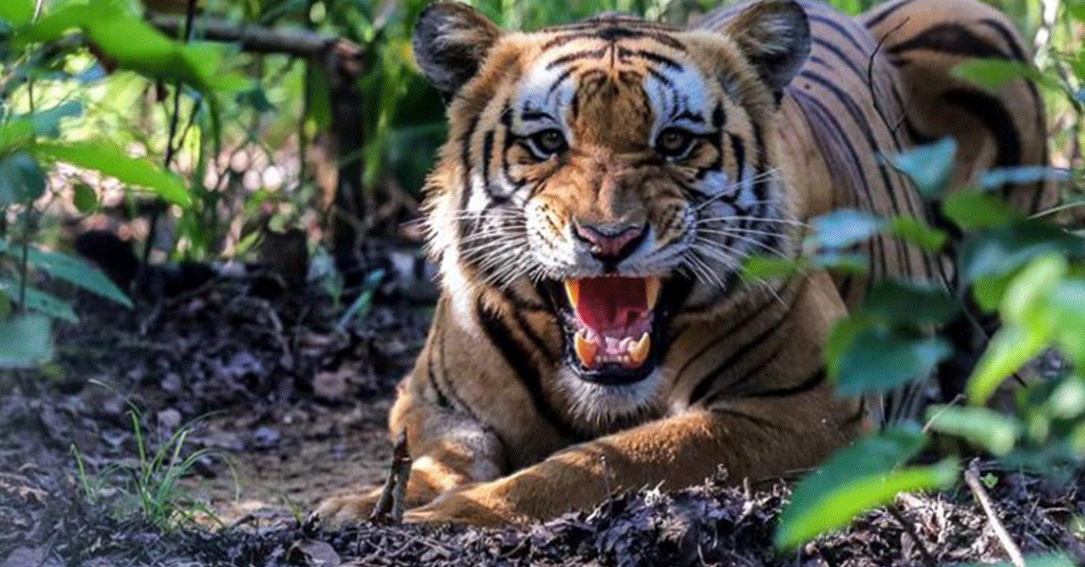 बाघकाे आक्रमणबाट एक पुरुषकाे ज्यान गयाे - Talk Nepal TV